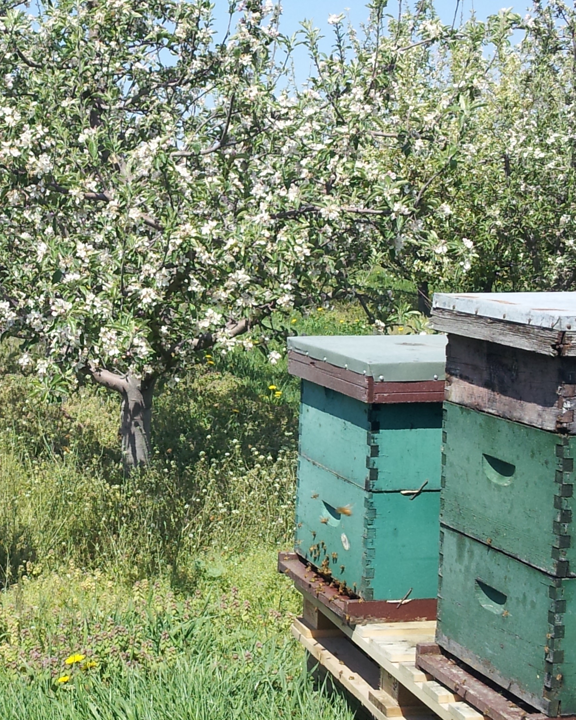 No Bees, No Fruit! - Laidback Gardener