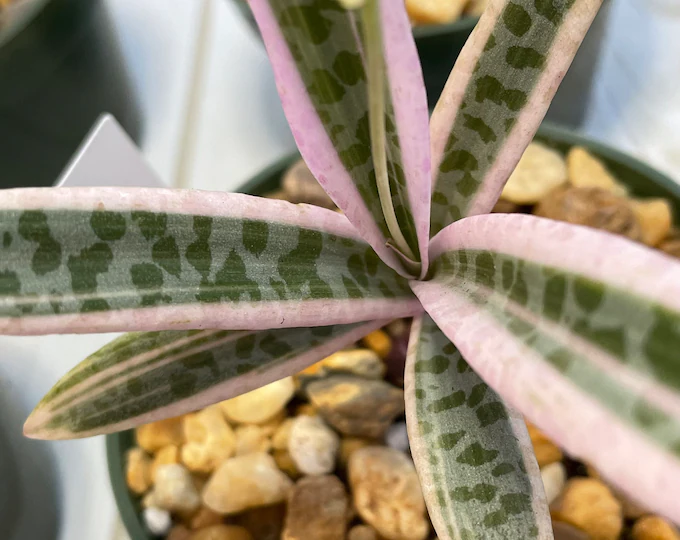 Silver Squill: The October 2022 Houseplant of the Month - Laidback Gardener