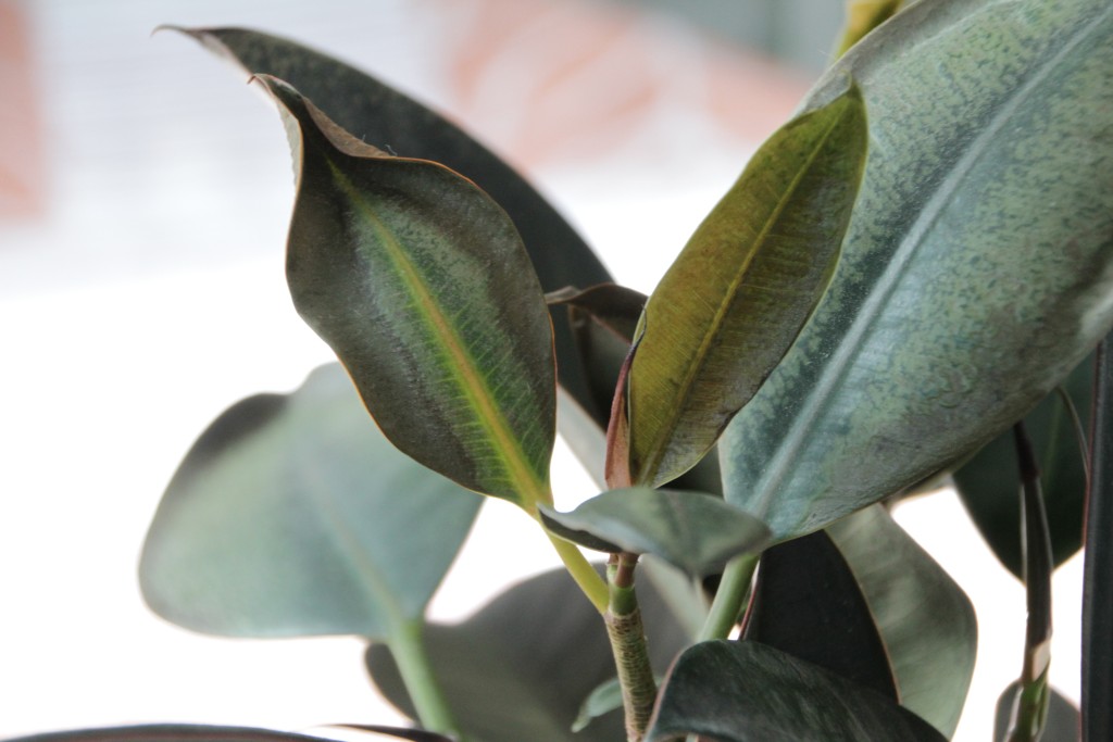 Frost Damage to Houseplant - Laidback Gardener