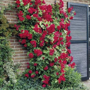 Rose Classification for Dummies - Laidback Gardener