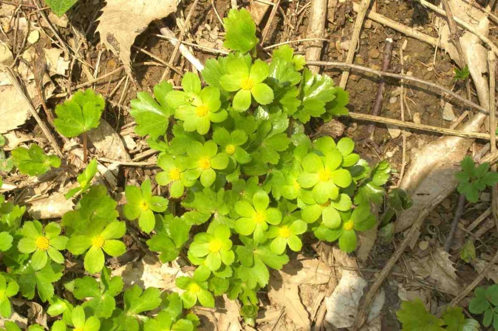 Green Stars in the Shade - Laidback Gardener