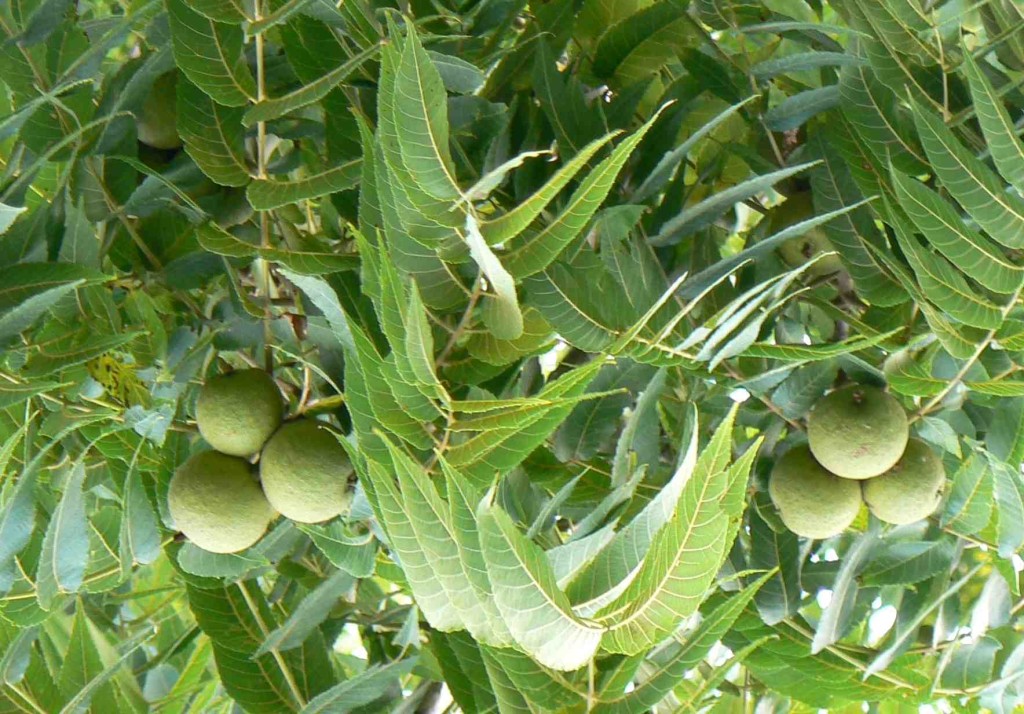 What to Grow Under a Walnut Tree? - Laidback Gardener