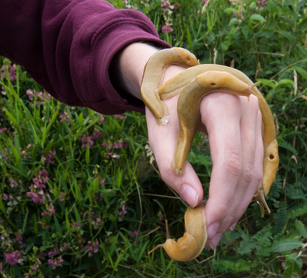 Slug Treatments that Really Work! - Laidback Gardener