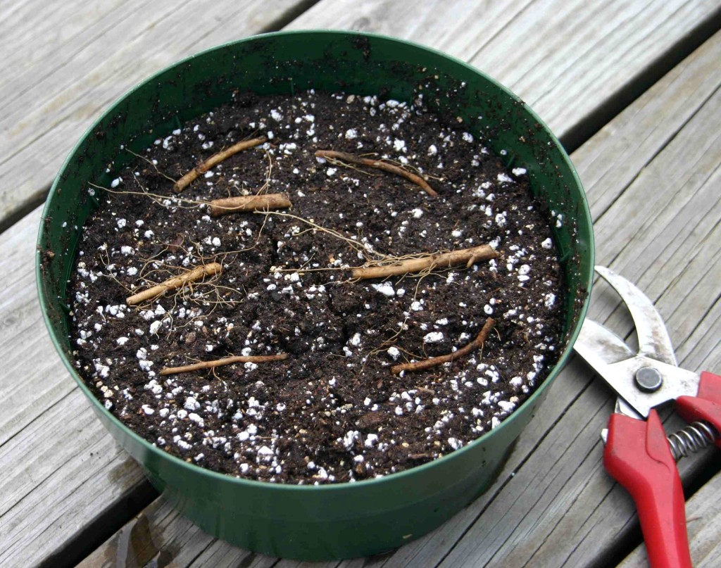 How to Take Root Cuttings - Laidback Gardener