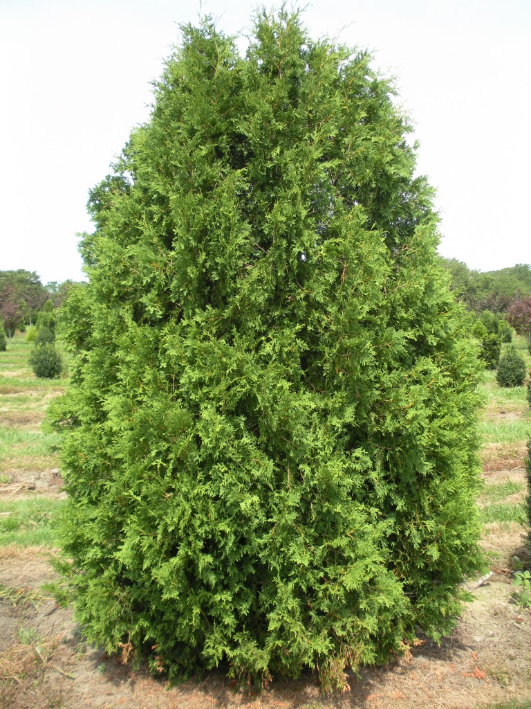 How the Arborvitae Got Its Name - Laidback Gardener