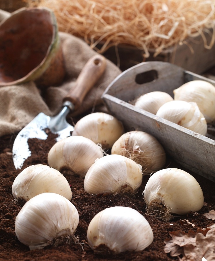 2016: the Year of the Allium - Laidback Gardener