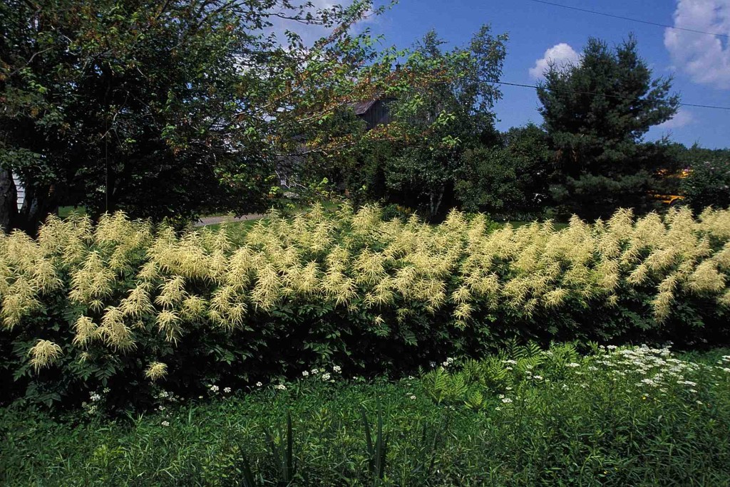 Rediscovering the Perennial Hedge - Laidback Gardener