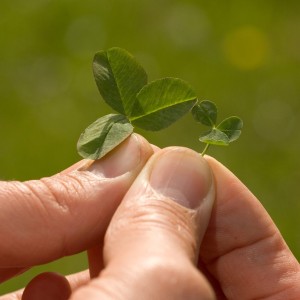 Micro-Clover: A Groundcover to Discover - Laidback Gardener