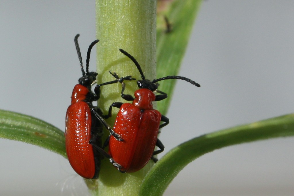 Friend or Foe? A Closer Look at Insects - Laidback Gardener