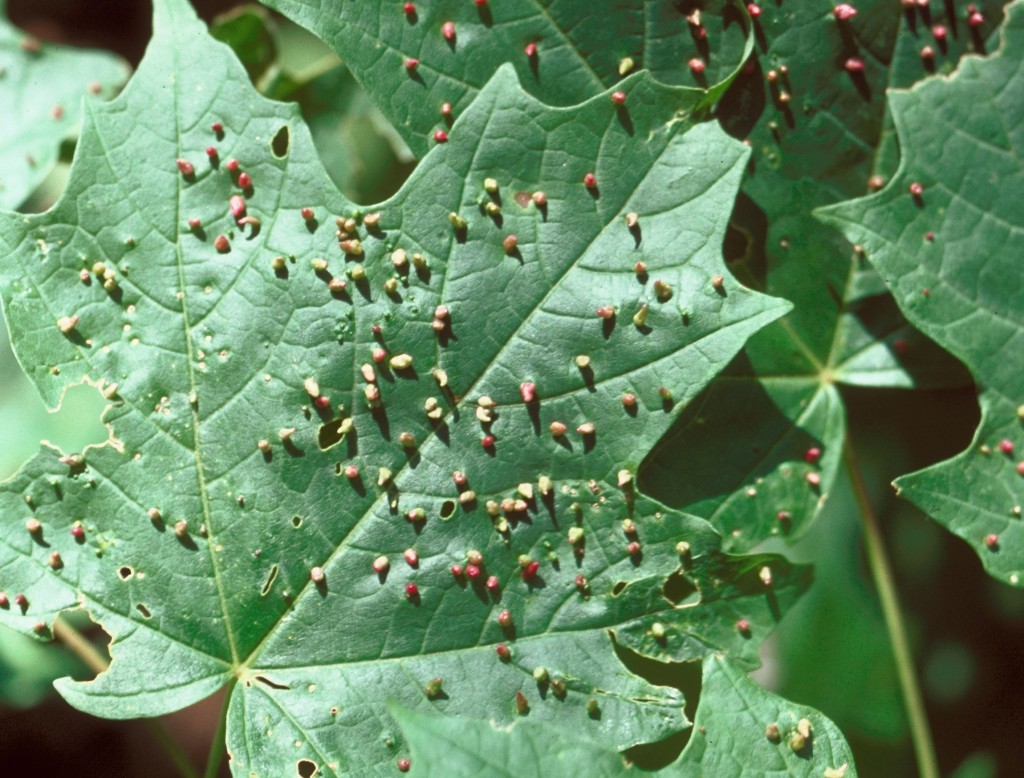 Plant Galls Needn’t Be Galling - Laidback Gardener