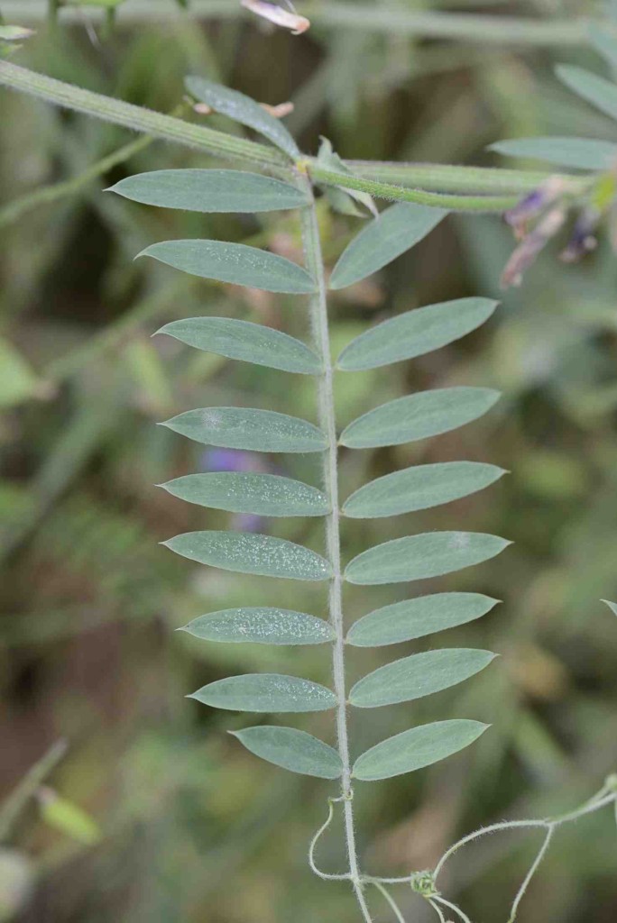 Controlling Tufted Vetch - Laidback Gardener