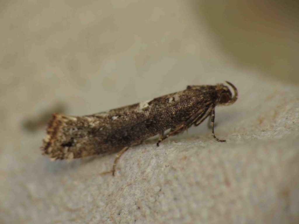 Leek Moth: Coming Soon to an Onion Near You - Laidback Gardener