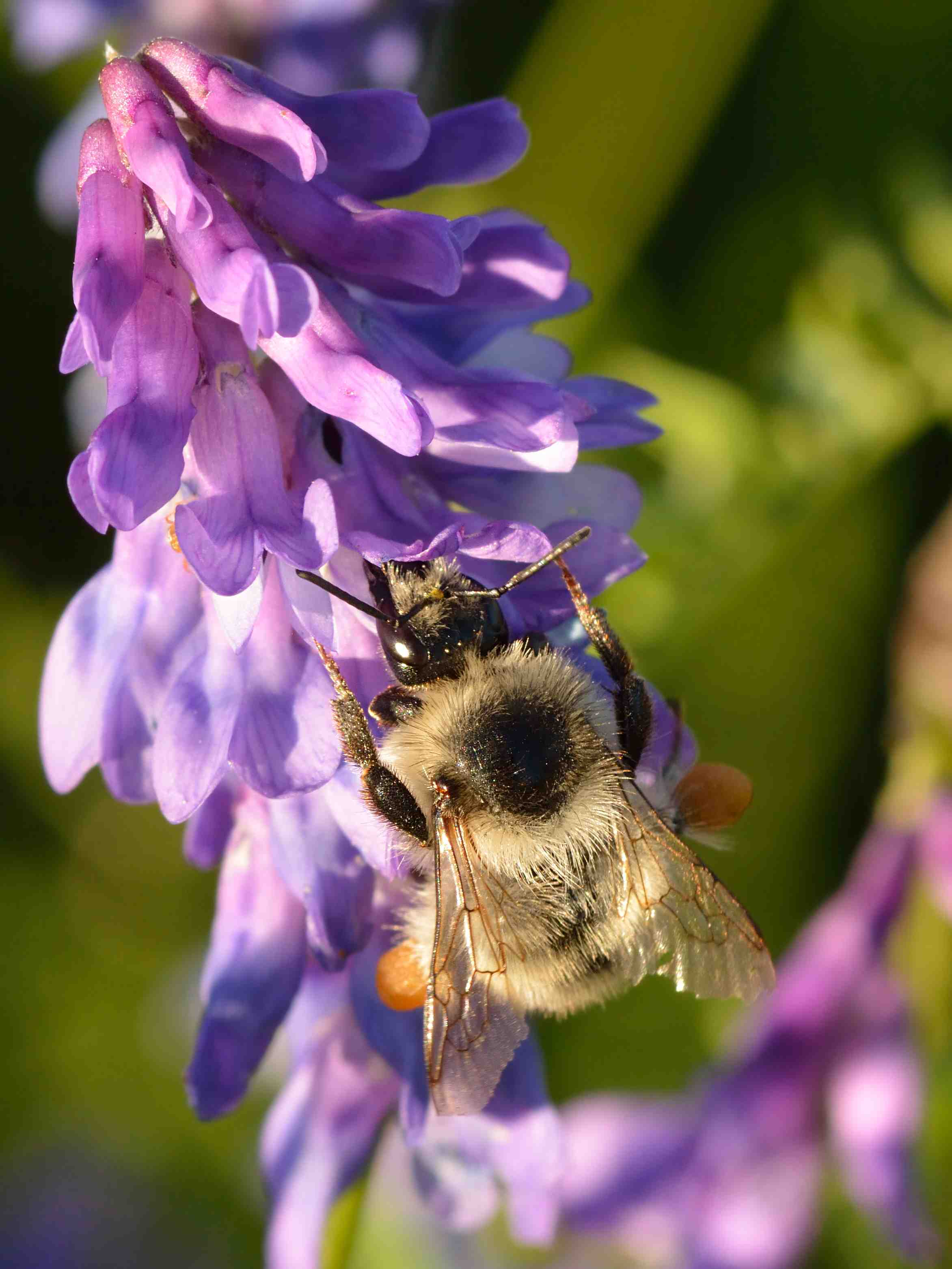 Controlling Tufted Vetch - Laidback Gardener