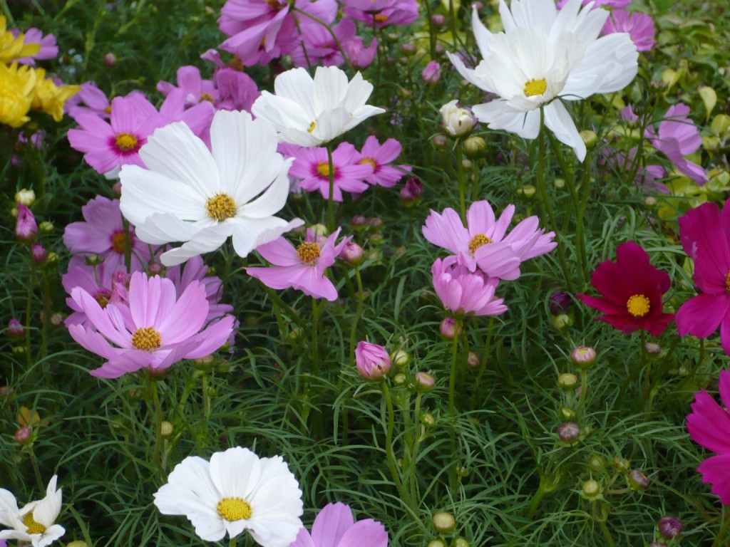 Plants that Attract Beneficial Insects - Laidback Gardener