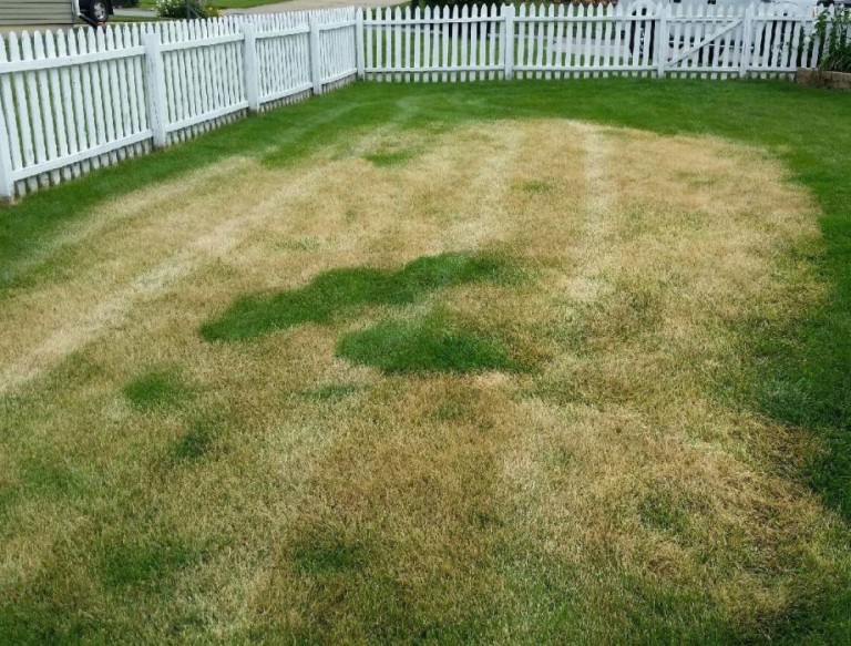 Toxic Fertilizers? - Laidback Gardener