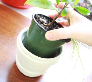 Double Pot your Houseplants - Laidback Gardener