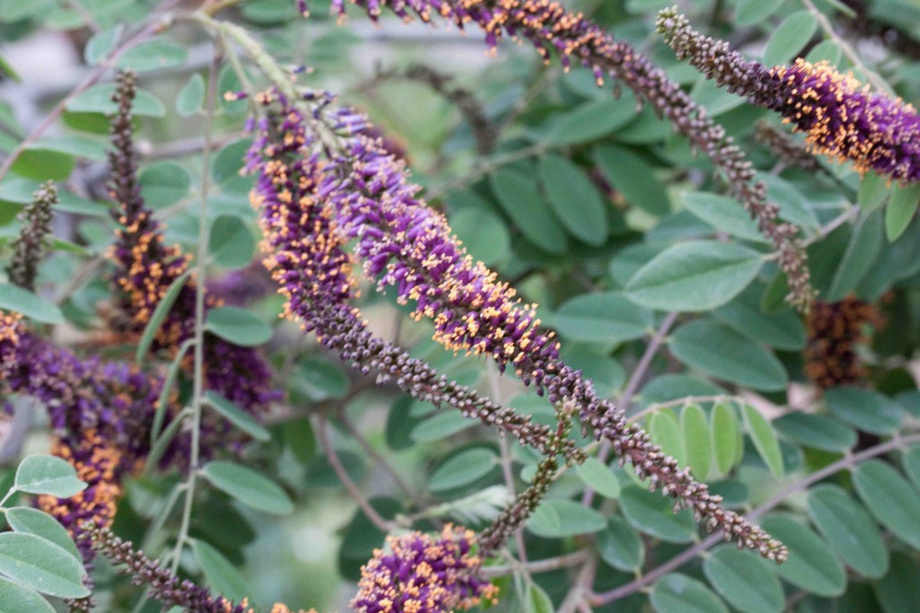 When Diamonds are a Plant's Best Friend - Laidback Gardener