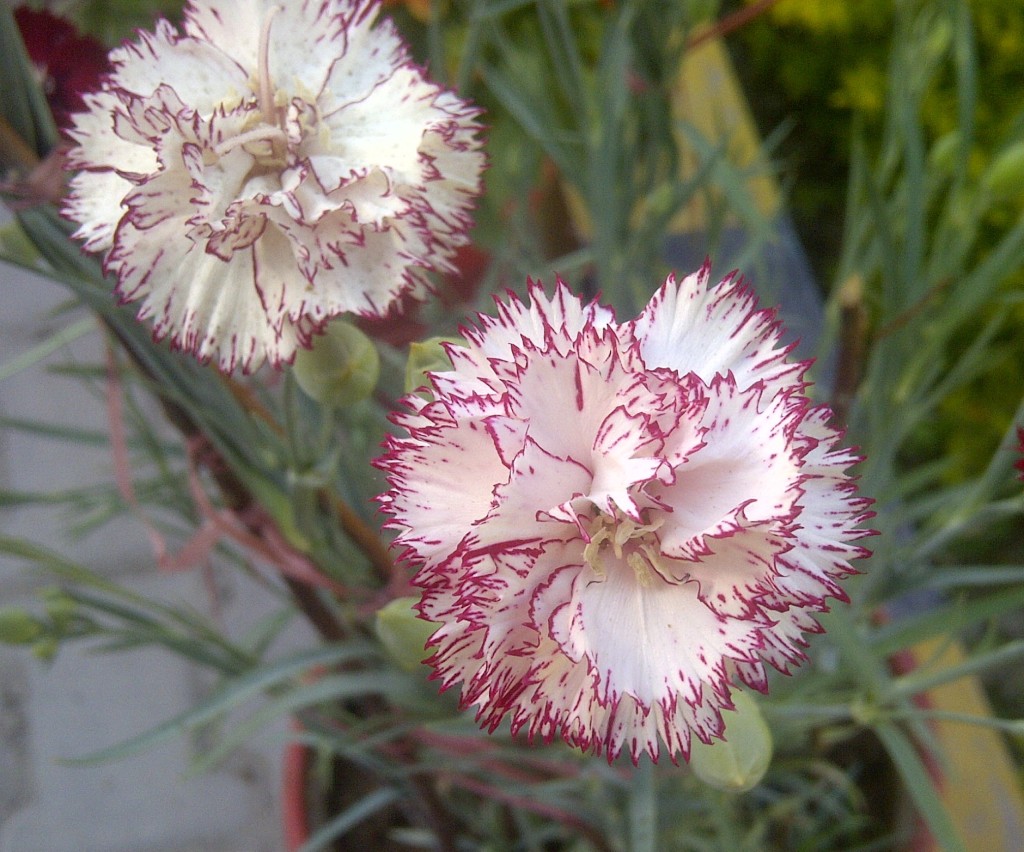 Do You Know Your Birth Flower? - Laidback Gardener