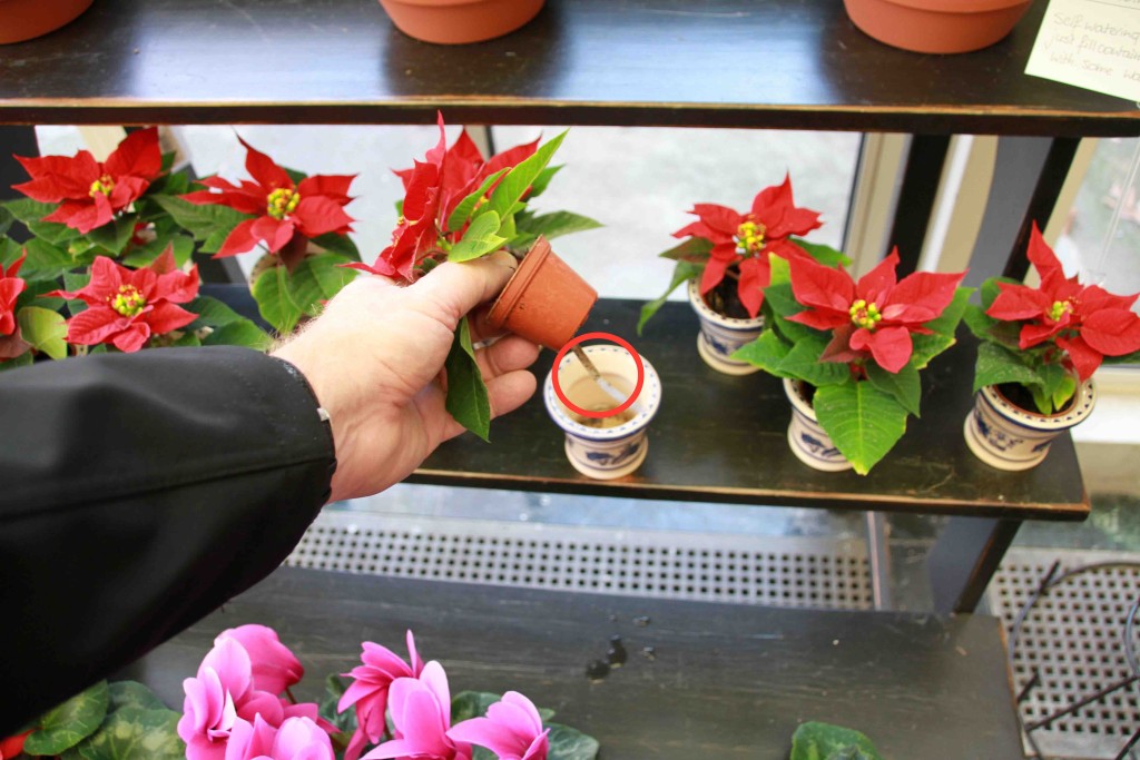 How to Keep your Mini-Poinsettia Alive - Laidback Gardener