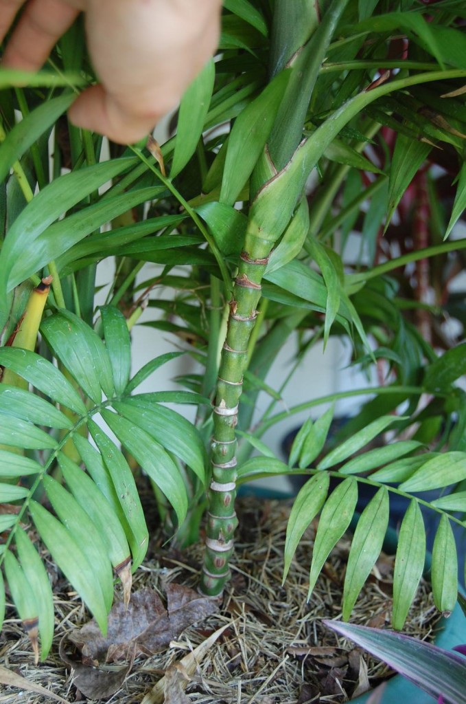 The Little Palm Tree that Could - Laidback Gardener