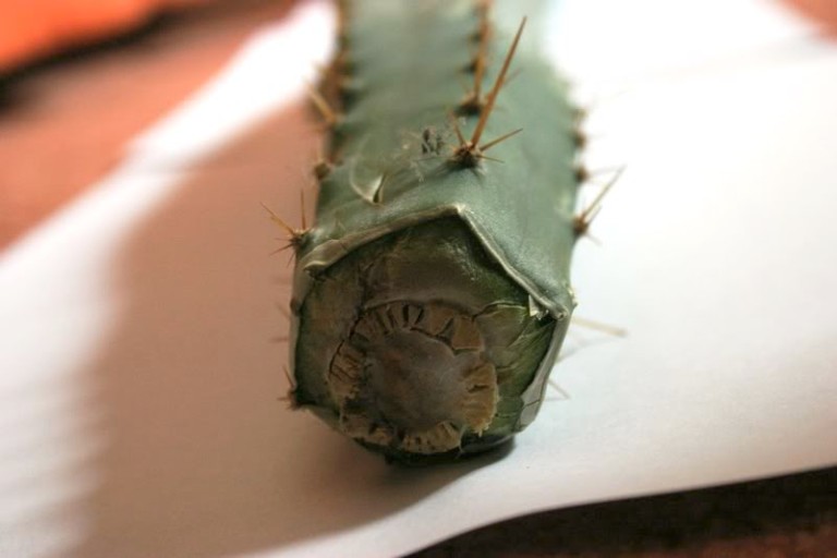 Root Mealybugs: Death From Below - Laidback Gardener