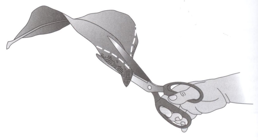 Give Trimmed Leaves a More Natural Look - Laidback Gardener