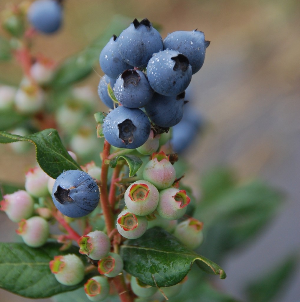 One Blueberry Plant, Two Crops! - Laidback Gardener