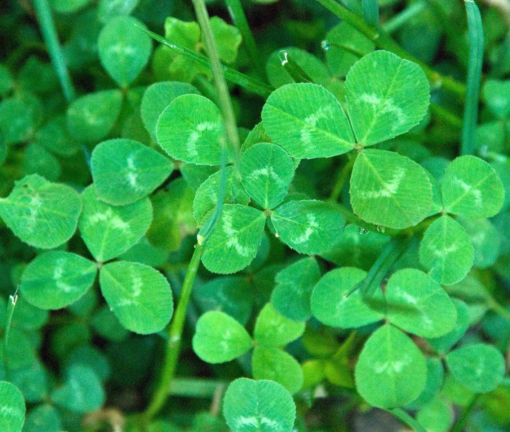 The Mystery of the Shamrock - Laidback Gardener