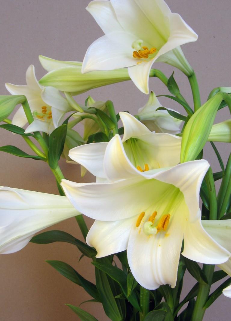 The Delicate Art of Getting Easter Lilies to Bloom… At Easter ...