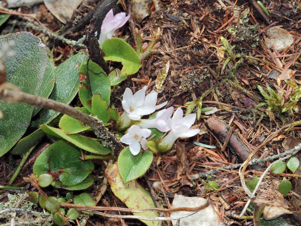 The Mayflower: the Flower Behind the Name - Laidback Gardener