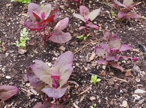 Orach: An Ancient Vegetable That's New Again - Laidback Gardener