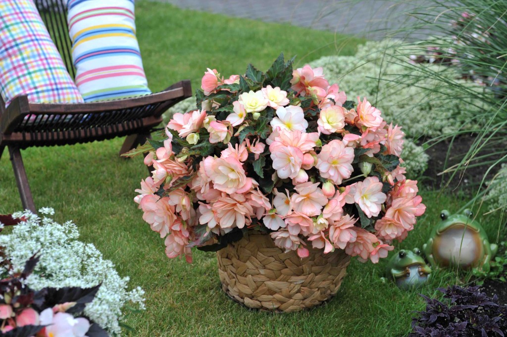 Unbelievable Miss Montreal Begonia - Laidback Gardener