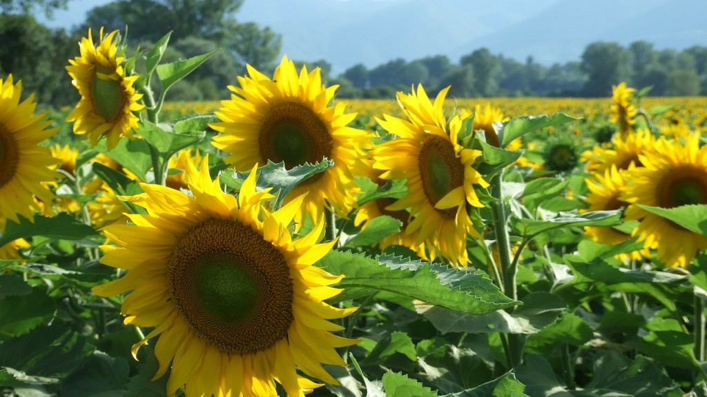 Why Do Sunflowers Follow the Sun? - Laidback Gardener