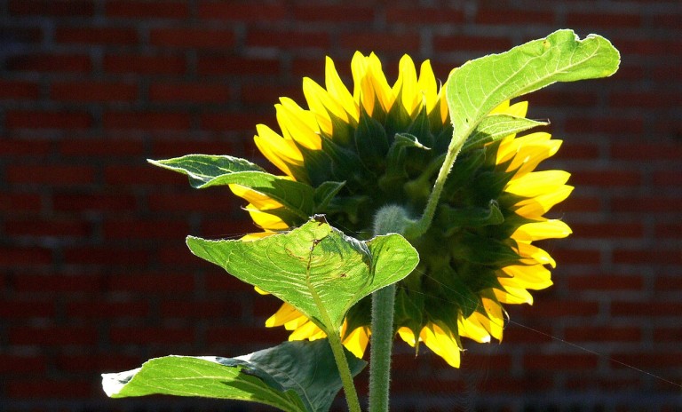 Why Do Sunflowers Follow the Sun? - Laidback Gardener