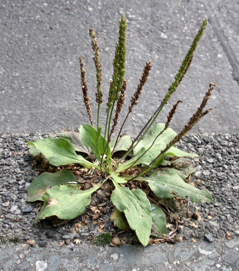 What to Do About Plantain in a Lawn? - Laidback Gardener