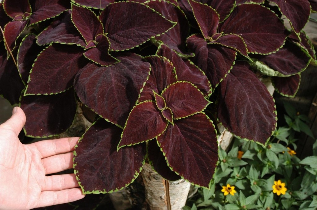 Is Coleus Edible