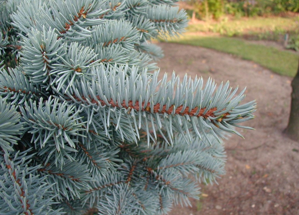 How to Make your Blue Spruce Bluer! - Laidback Gardener