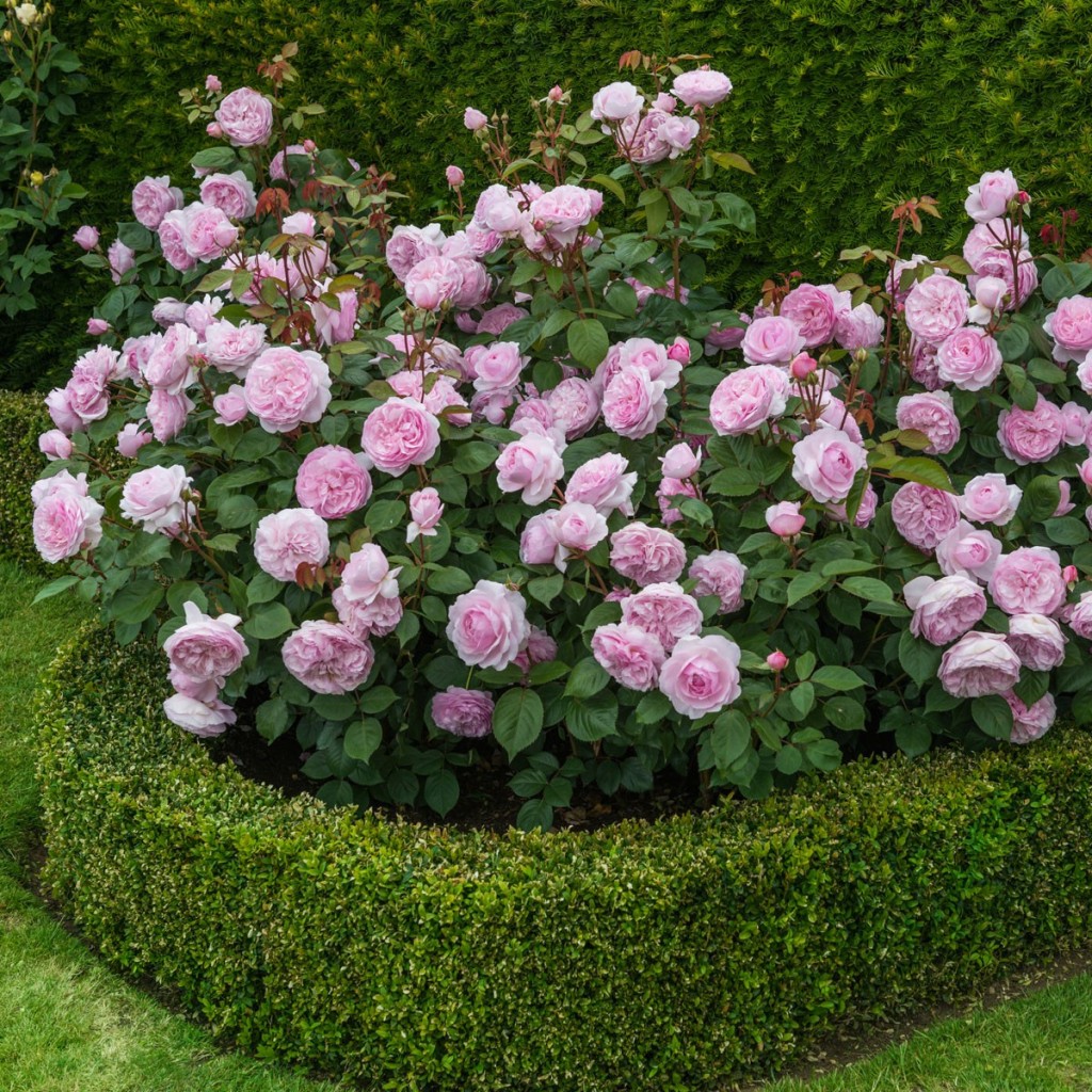 Cold Climate Gardeners: Stick to Own-Root Roses - Laidback Gardener