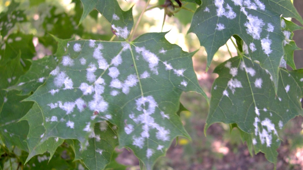 A Maple With Leaves White as Snow - Laidback Gardener