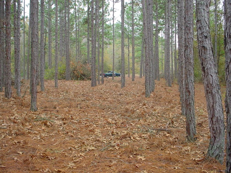 Garden Myth: Pine Needles Acidify the Soil - Laidback Gardener