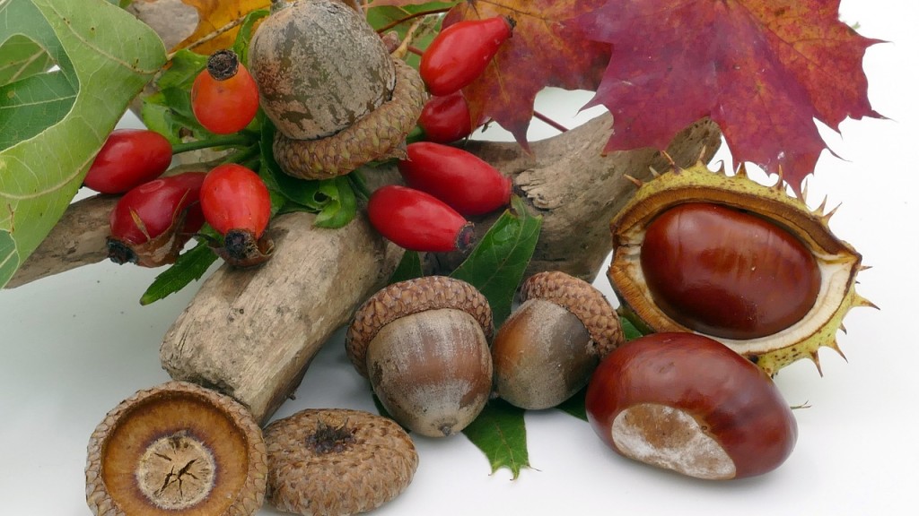 Growing Trees From Nuts and Acorns - Laidback Gardener