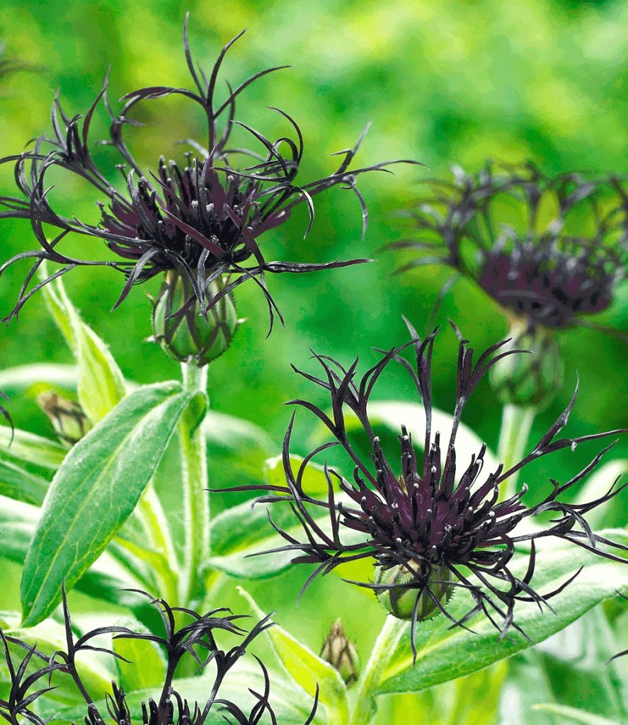 More Black Flowers for a Goth Garden - Laidback Gardener