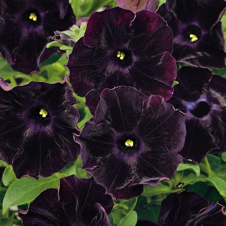 More Black Flowers for a Goth Garden - Laidback Gardener