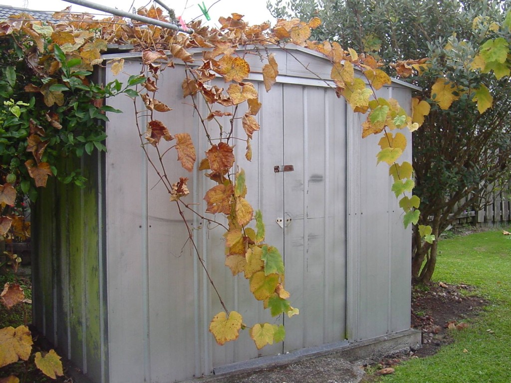 What Can You Store in a Garden Shed Over Winter? - Laidback Gardener