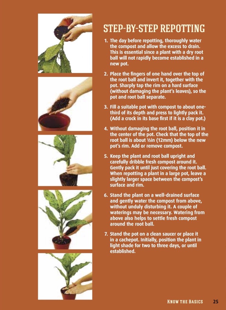 New Houseplant Book - Laidback Gardener