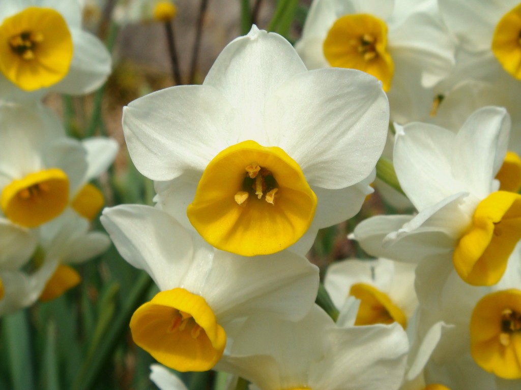 The Little Bulb That Conquered China - Laidback Gardener