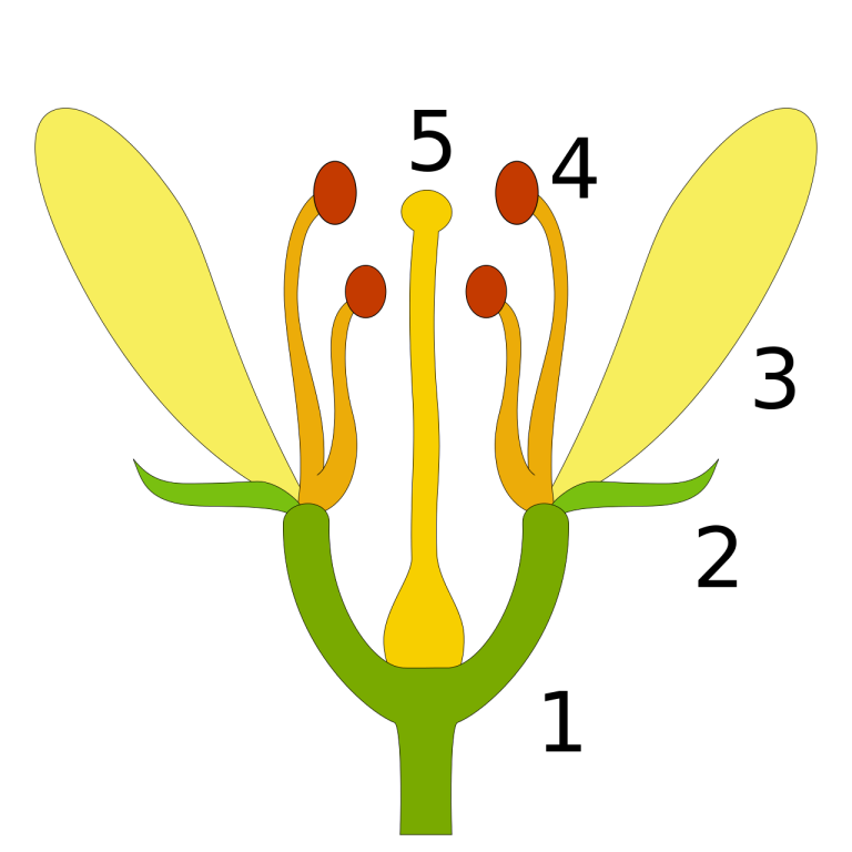 Botany 101: Flowers - Laidback Gardener