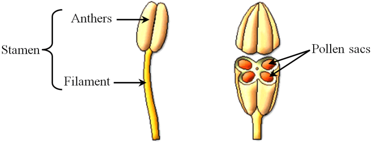 Botany 101: Flowers - Laidback Gardener