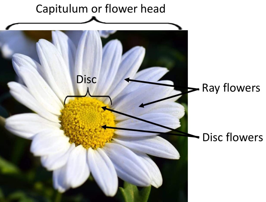 Botany 101: Flowers - Laidback Gardener