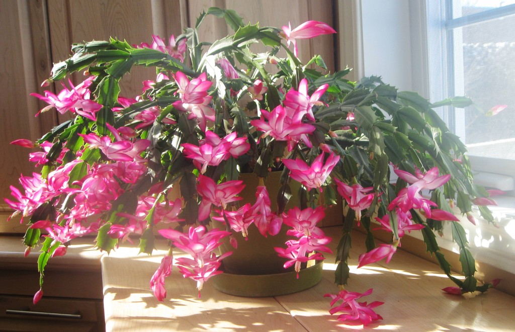 Shriveled “Leaves” Mean Your Holiday Cactus is In Trouble - Laidback ...